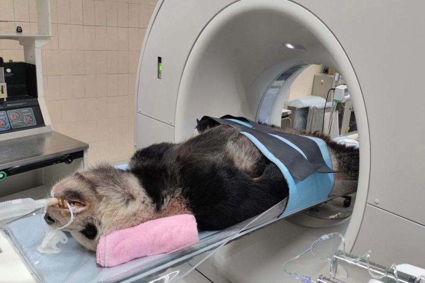 Panda gifted by China to Taiwan dies | The Straits Times