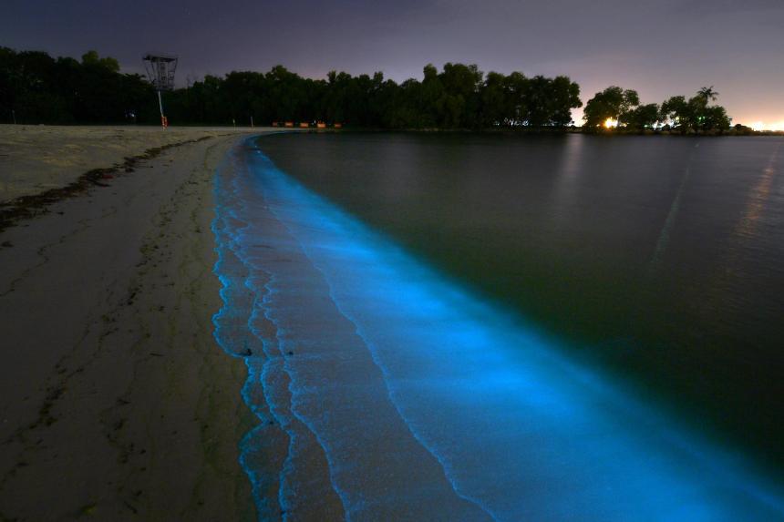 Blue glow returns to S’pore waters, but frequent appearance a concern ...
