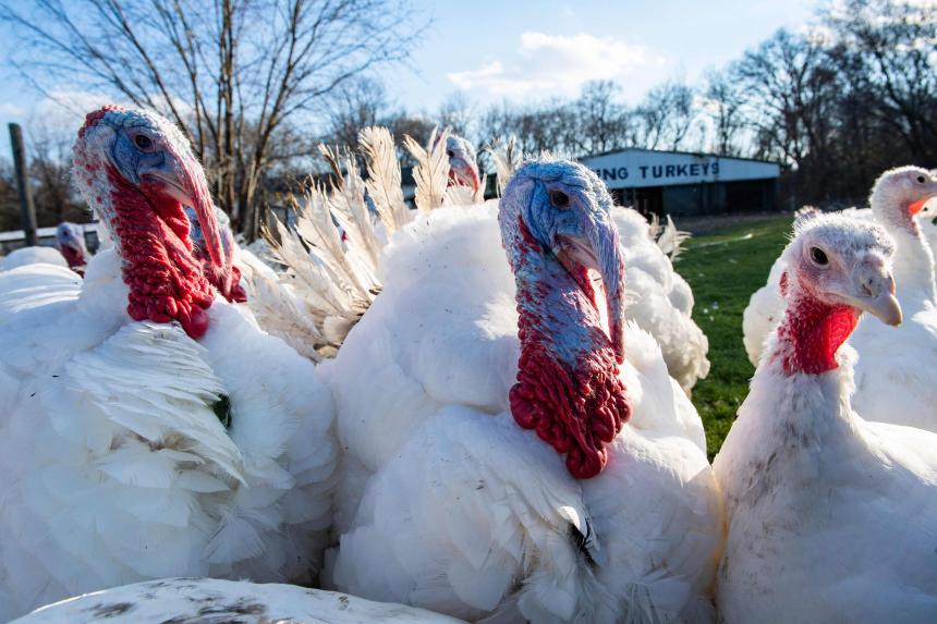 Half of Britain's free-range Christmas turkeys lost to bird flu crisis ...