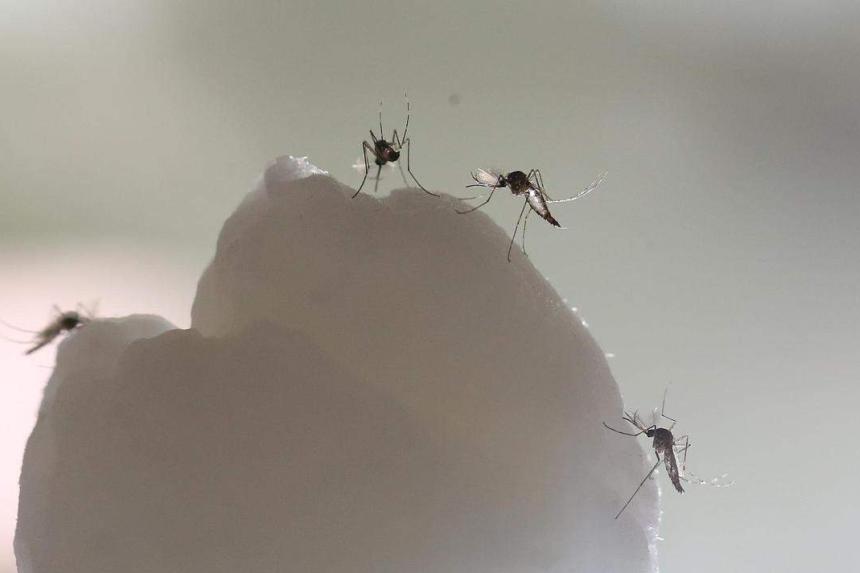 From flickering fireflies to lowly dung beetles, insects are vanishing ...