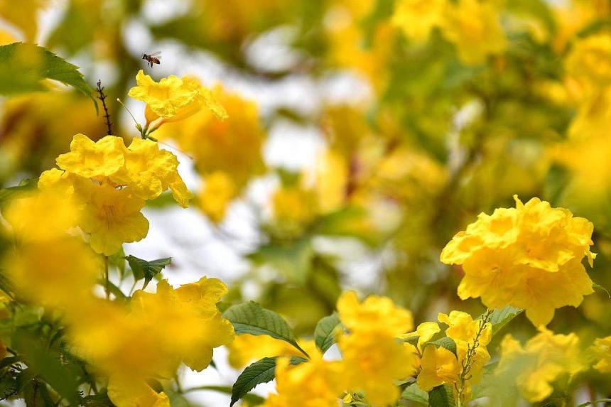 From flickering fireflies to lowly dung beetles, insects are vanishing ...