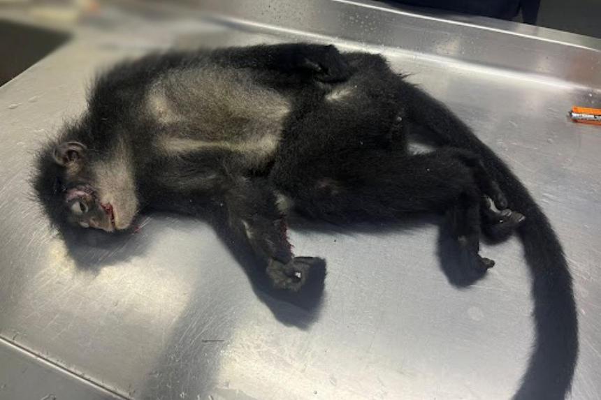 2 critically endangered Raffles’ banded langurs found dead along SLE ...