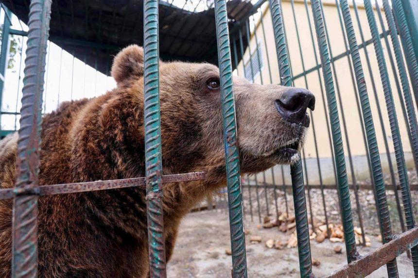 After 20 years in a cage, freedom for Albania brown bear | The Straits ...