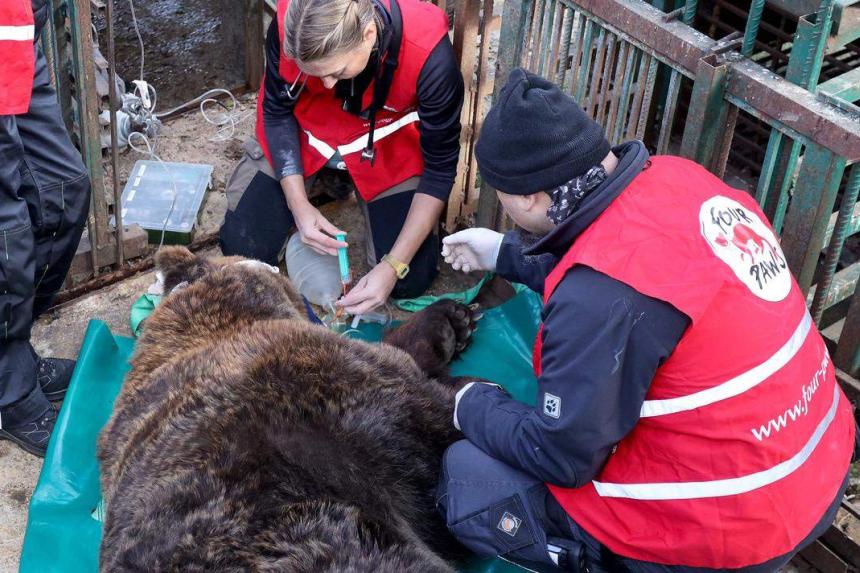 After 20 years in a cage, freedom for Albania brown bear | The Straits Times