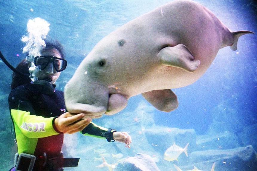 Nearly 10% of marine life threatened with extinction, Red List shows ...