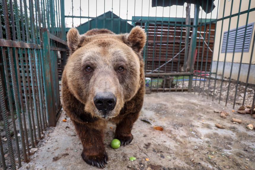 After 20 years in a cage, freedom for Albania brown bear | The Straits ...