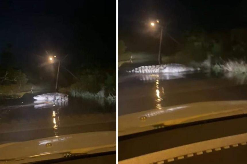 Villager spots large crocodile on flooded road in Pahang, Malaysia ...