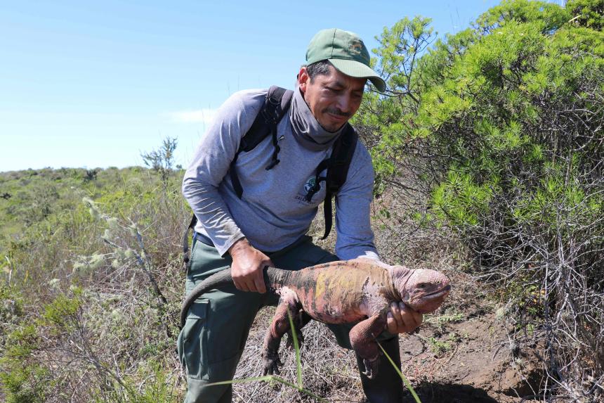 Endangered pink iguana hatchlings seen for first time on Galapagos ...