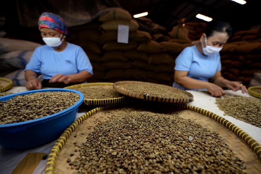Java without java? The crisis brewing in coffee | The Straits Times