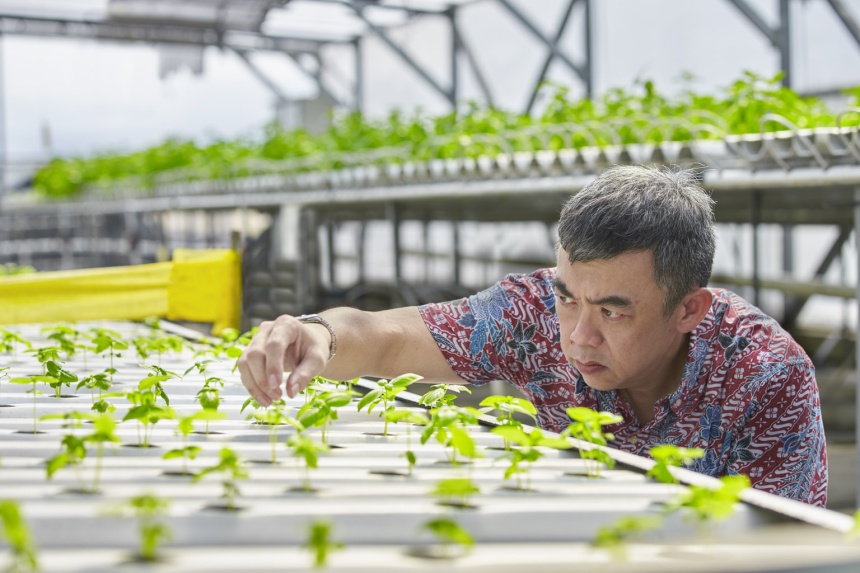 Meet the local farmers growing vegetables in underused spaces to feed S ...