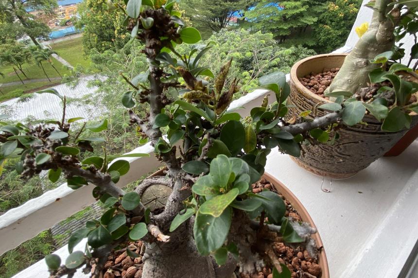 Root Awakening: Ficus may be infested with pests, lipstick plant may ...