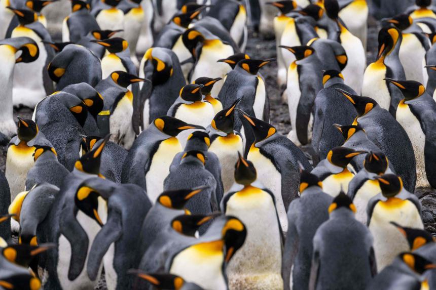 They survived the hunters, now king penguins face climate change | The ...