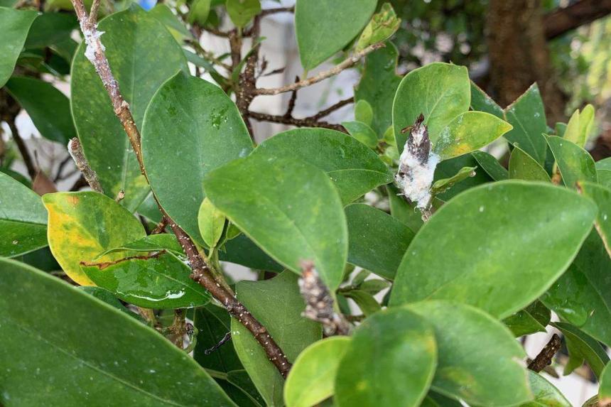 Root Awakening: Transplant shock can be minimised by limiting root ...