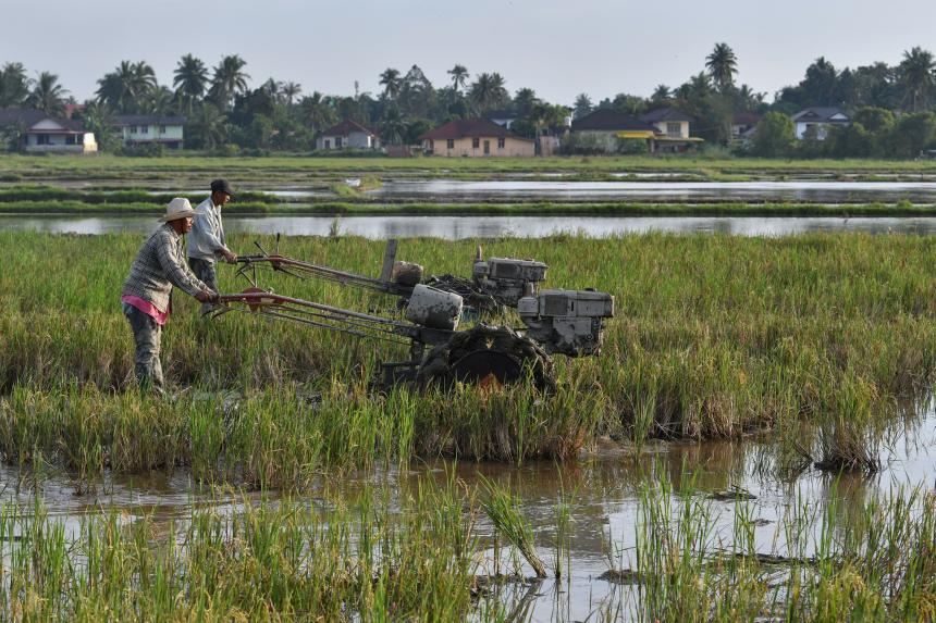 Malaysia’s move to break rice import monopoly could backfire on farmers’ welfare: Analysts | The ...