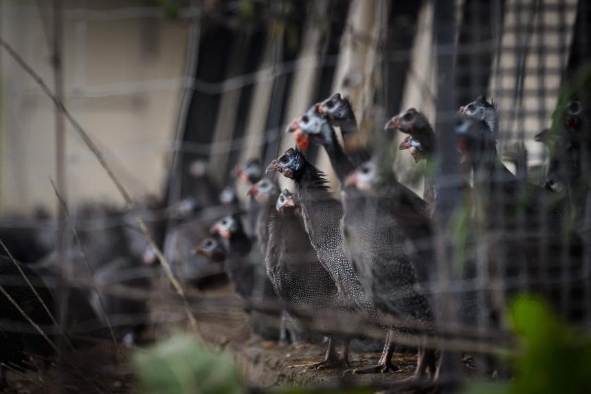 Avian flu outbreak sparks record slaughter of 10m birds in Japan | The ...