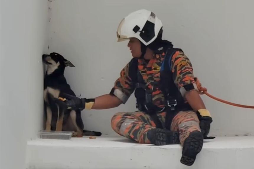 Puppy love? Video of dog ‘ignoring’ Malaysian fireman trying to rescue ...