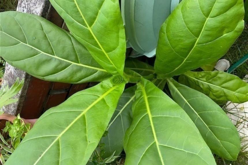 Root Awakening: Cabbage tree is a source of timber | The Straits Times