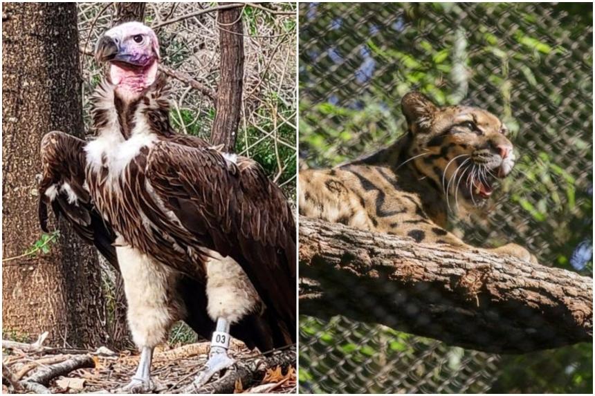 Dead vulture, missing leopard: Mysteries at the Dallas Zoo | The ...