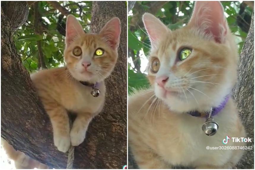 Thai cat with ‘diamond’ eye goes viral on TikTok | The Straits Times