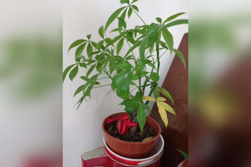 Root Awakening: Fortune Tree needs more light | The Straits Times