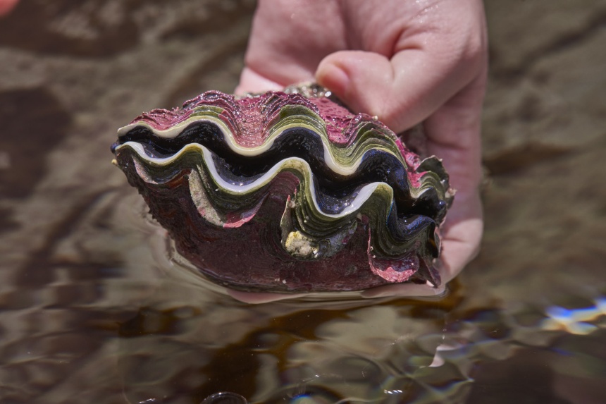 Meet ‘Giant Clam Girl’ of S’pore and her team's plan to save species ...