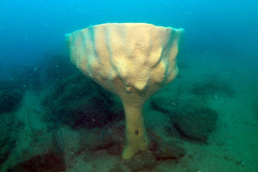 Singapore hunts for giant sea sponge to save species from extinction ...