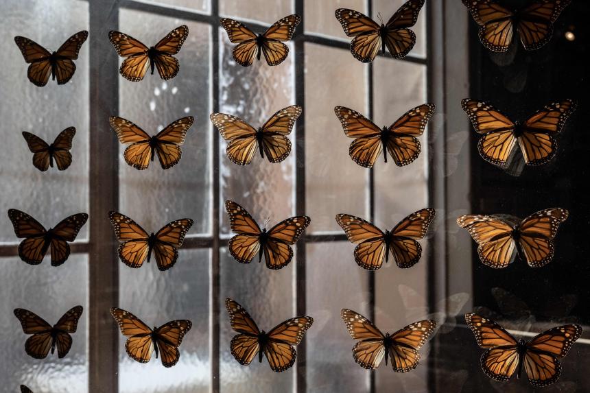 Endangered monarch butterflies face perilous storm | The Straits Times