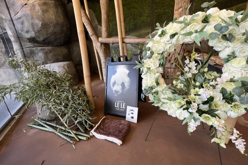 Giant panda Le Le dies in sleep at Memphis Zoo | The Straits Times