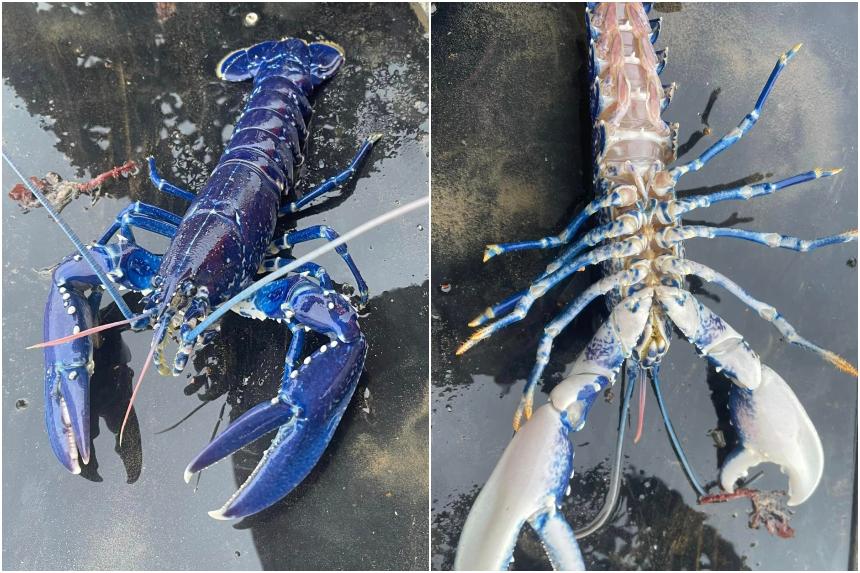 A 1-in-2 million chance catch: Irish fisherman nets rare blue lobster ...