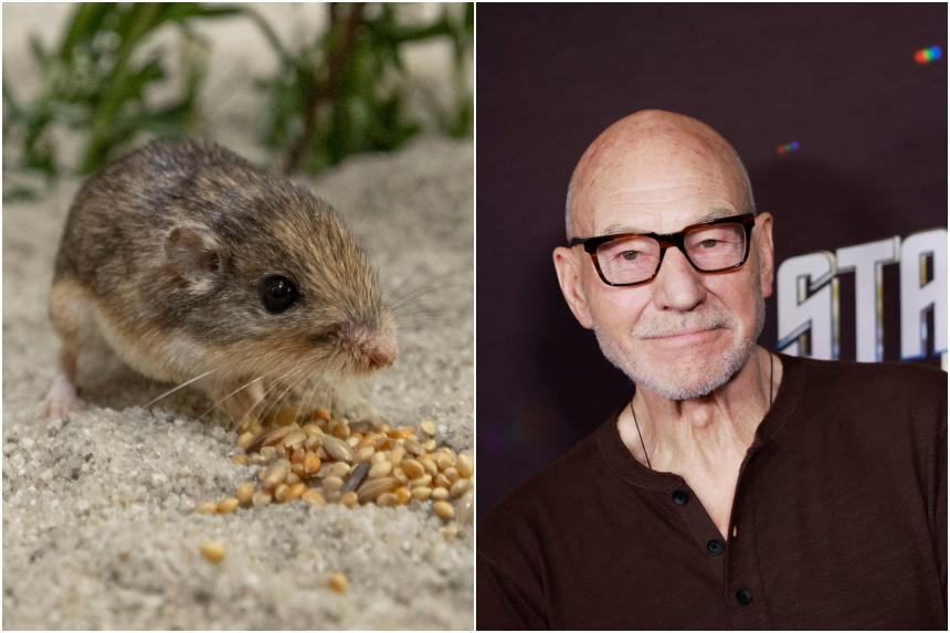 Mouse named after Star Trek actor Patrick Stewart is world's oldest ...