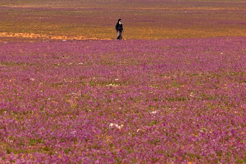 Floral bloom turns Saudi desert purple | The Straits Times