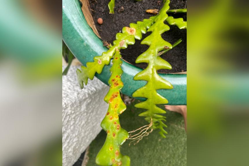 Root Awakening: Epiphyllum plant has spotty leaves | The Straits Times