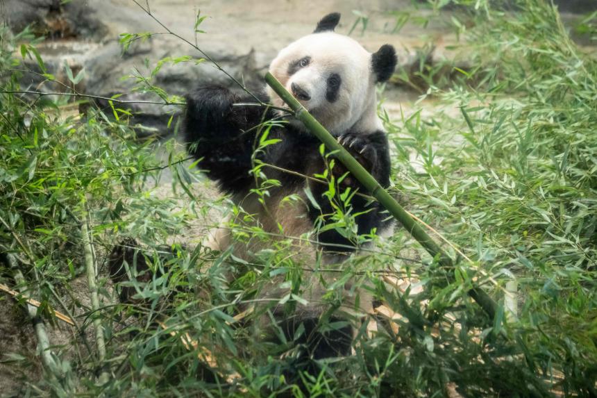 Tears and photos as Japan sends giant panda 'home' to China | The ...