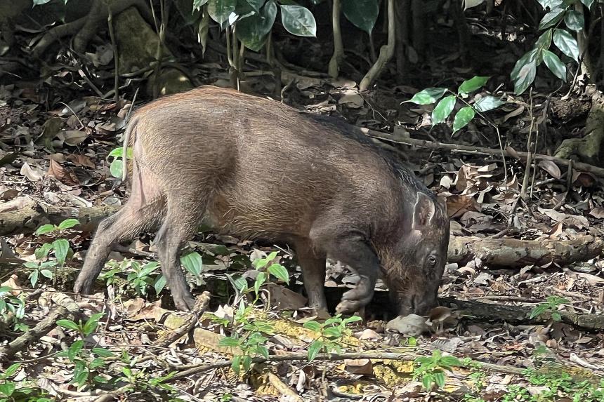 African swine fever likely to decimate Singapore’s wild boar population ...