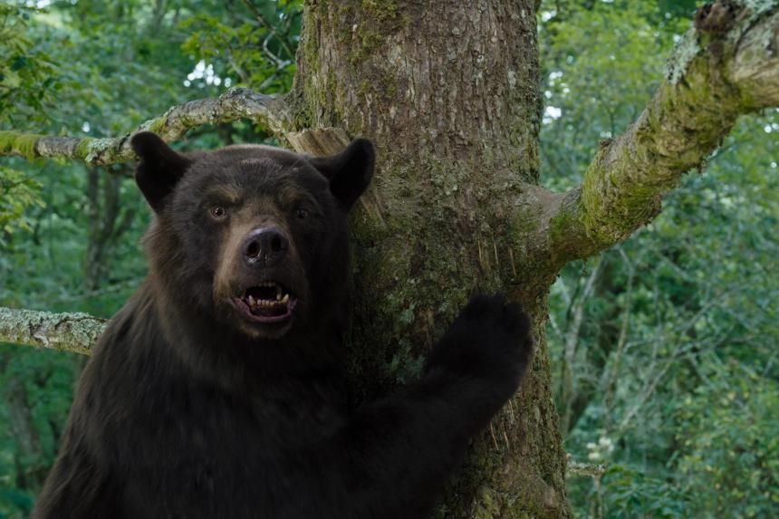 At The Movies: Monster movie offers the bear minimum | The Straits Times