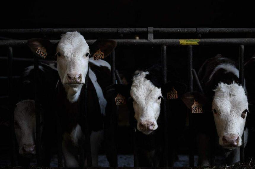 Cow manure fuels French tractors as farm uses carbon-emitting methane ...