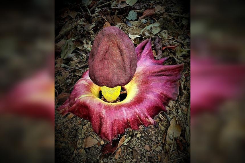 Rare corpse flower blooms in Botanic Gardens over the weekend | The ...