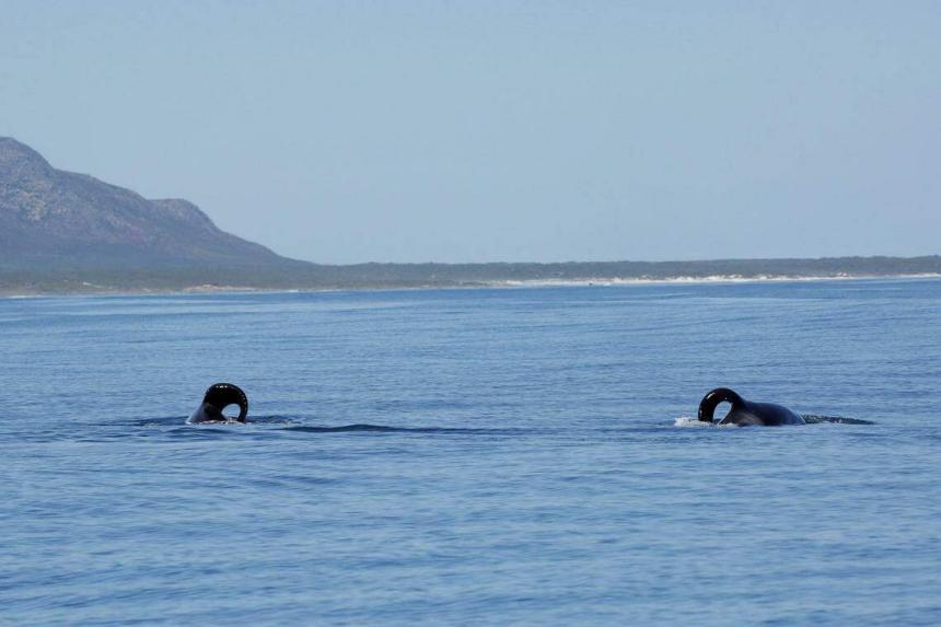 A pair of ‘surgical’ shark-killing orcas fascinate off South Africa ...