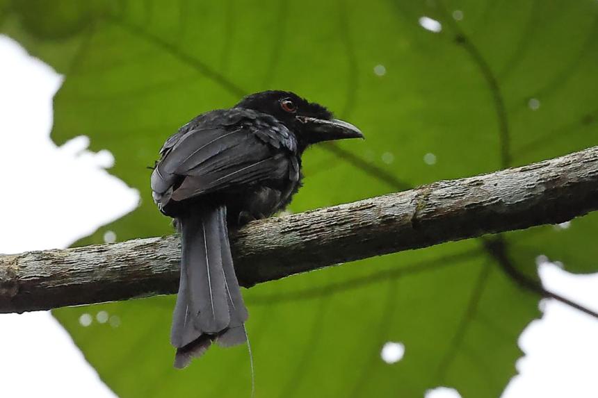 ‘Playing Pokemon with your ears’: Identifying birds by sound in ...