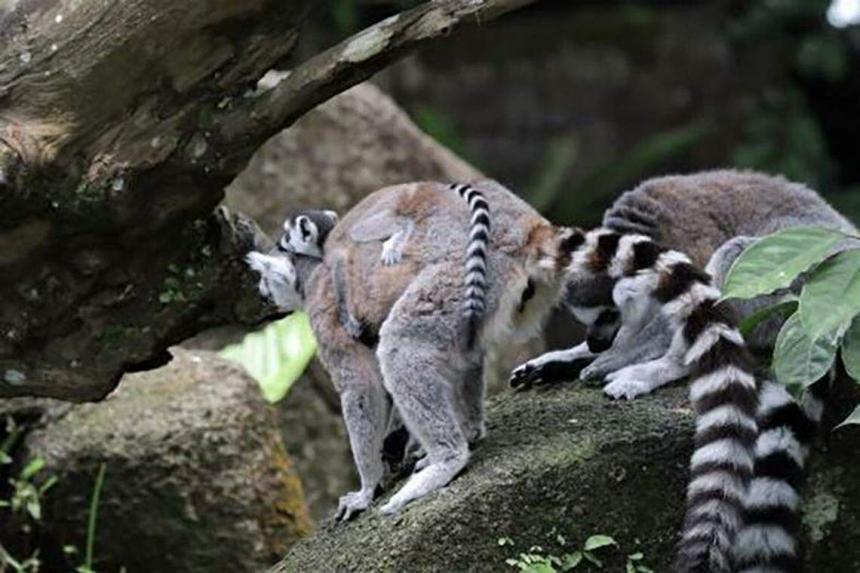 Nearly 800 animals born, hatched at Mandai Wildlife Group parks in 2022 ...