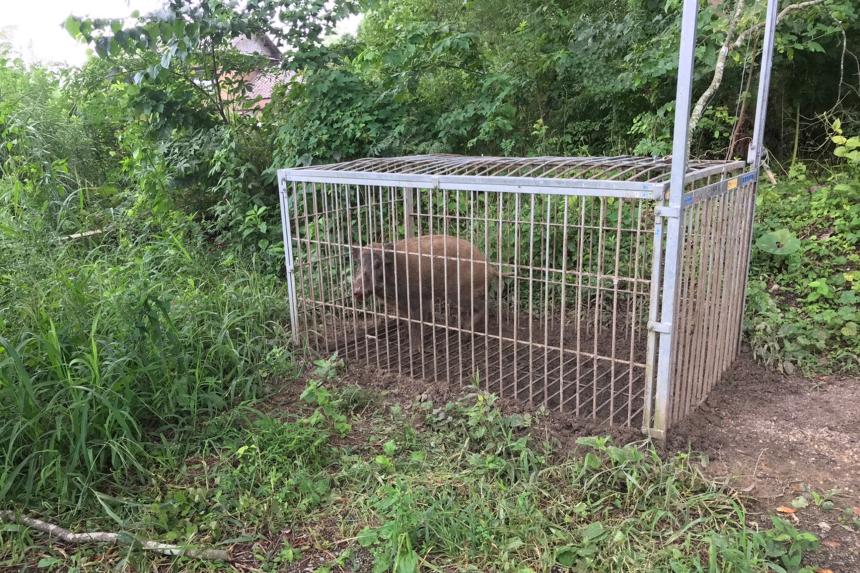 Flourishing wildlife makes Fukushima a natural laboratory to study the ...