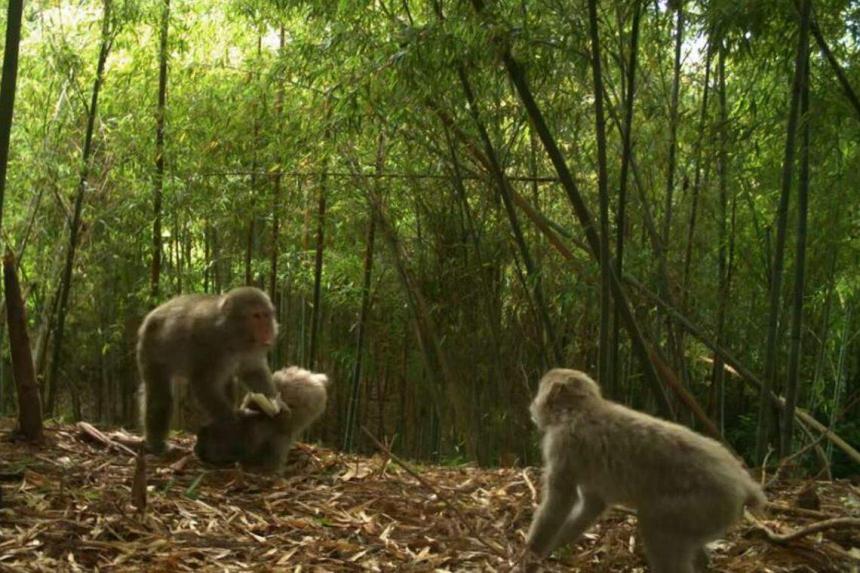 Flourishing wildlife makes Fukushima a natural laboratory to study the ...