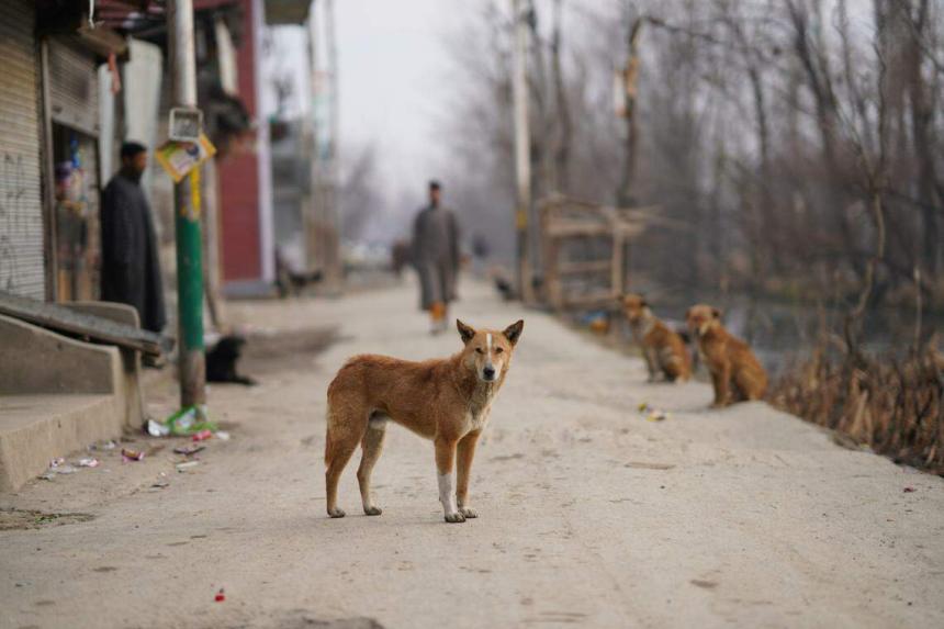 Public anger mounts in India over stray dogs after 2 kids die from ...