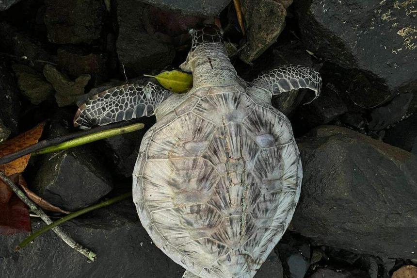 Critically endangered green sea turtle found dead on shores of Pasir ...