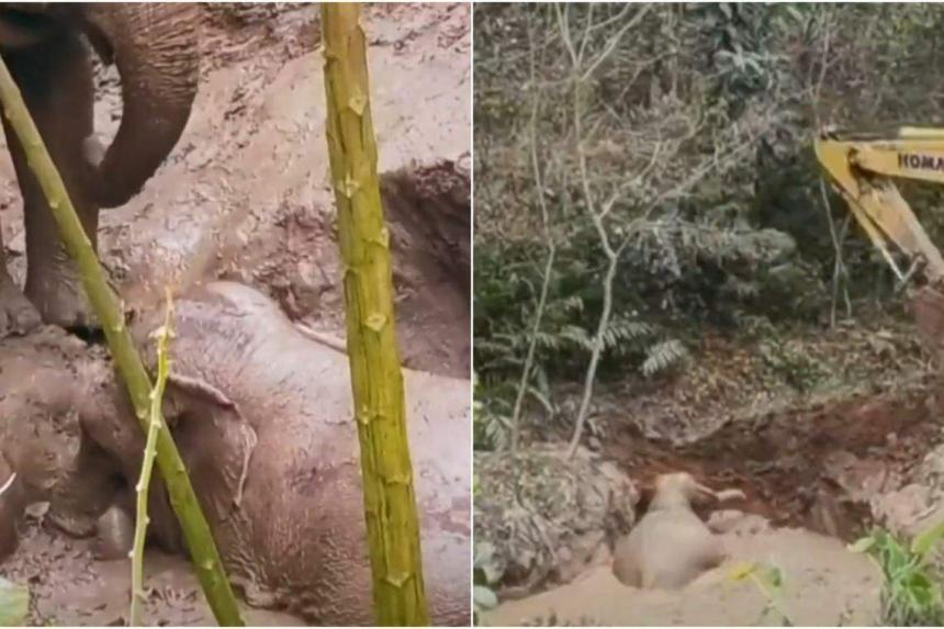Rescuers free elephant from mud pit in China | The Straits Times