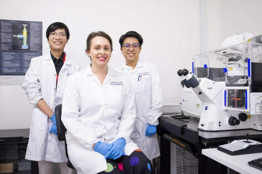 NTU scientists discover how brain generates energy to clear waste ...