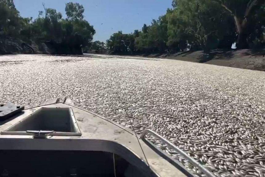 Low dissolved oxygen levels behind mass fish death in Australian river ...