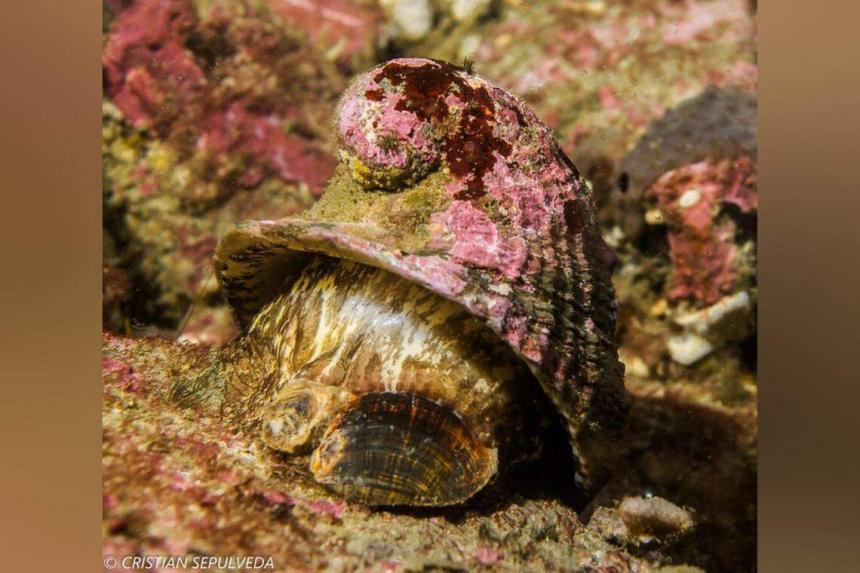 'Not the most attractive': Underdog snail named Mollusc of the Year ...
