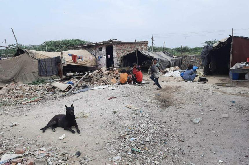 India tightens rules as stray dog problem gets out of hand, animal ...