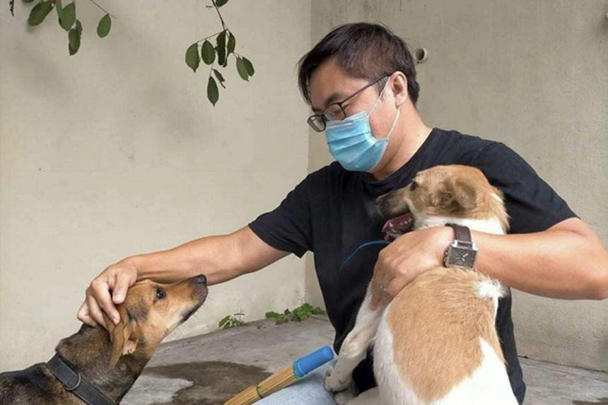 Serial dog poisoner suspected in Penang after 29 strays found dead ...